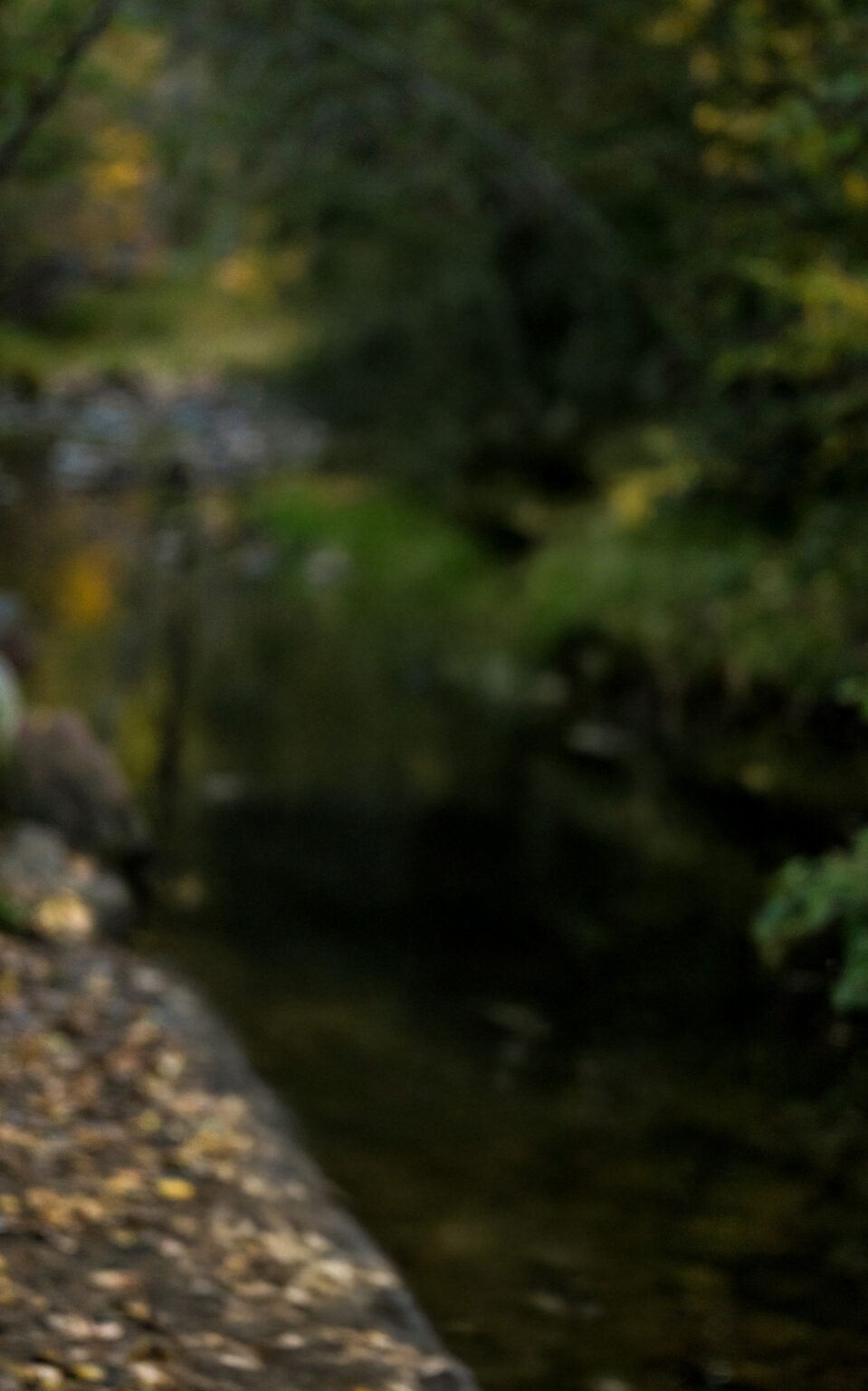Forest River Scene Clicki Ready Backdrop - Click Backdrops